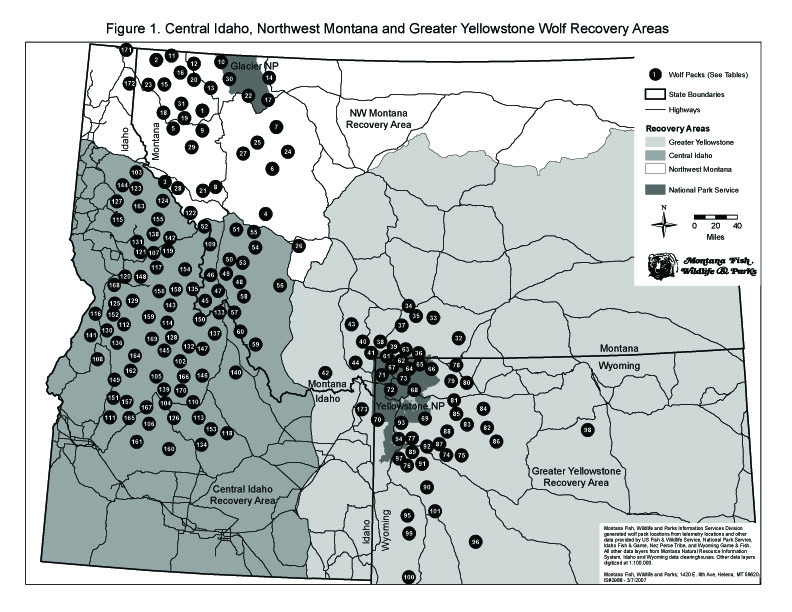 Montana Proposed Wolf Season - 24hourcampfire